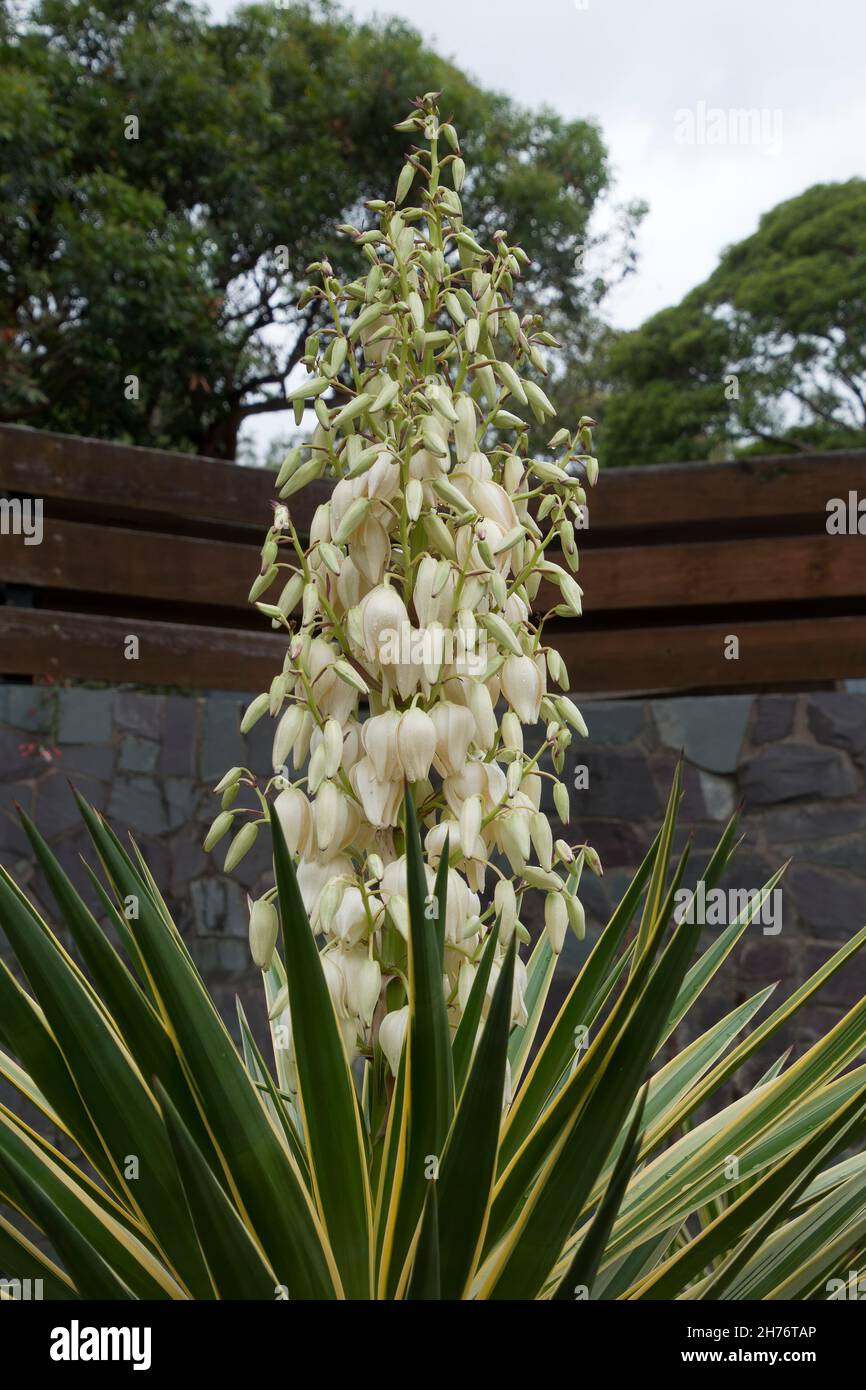 Sydney Australia, flowering stem of a yucca aloifolia Stock Photo - Alamy