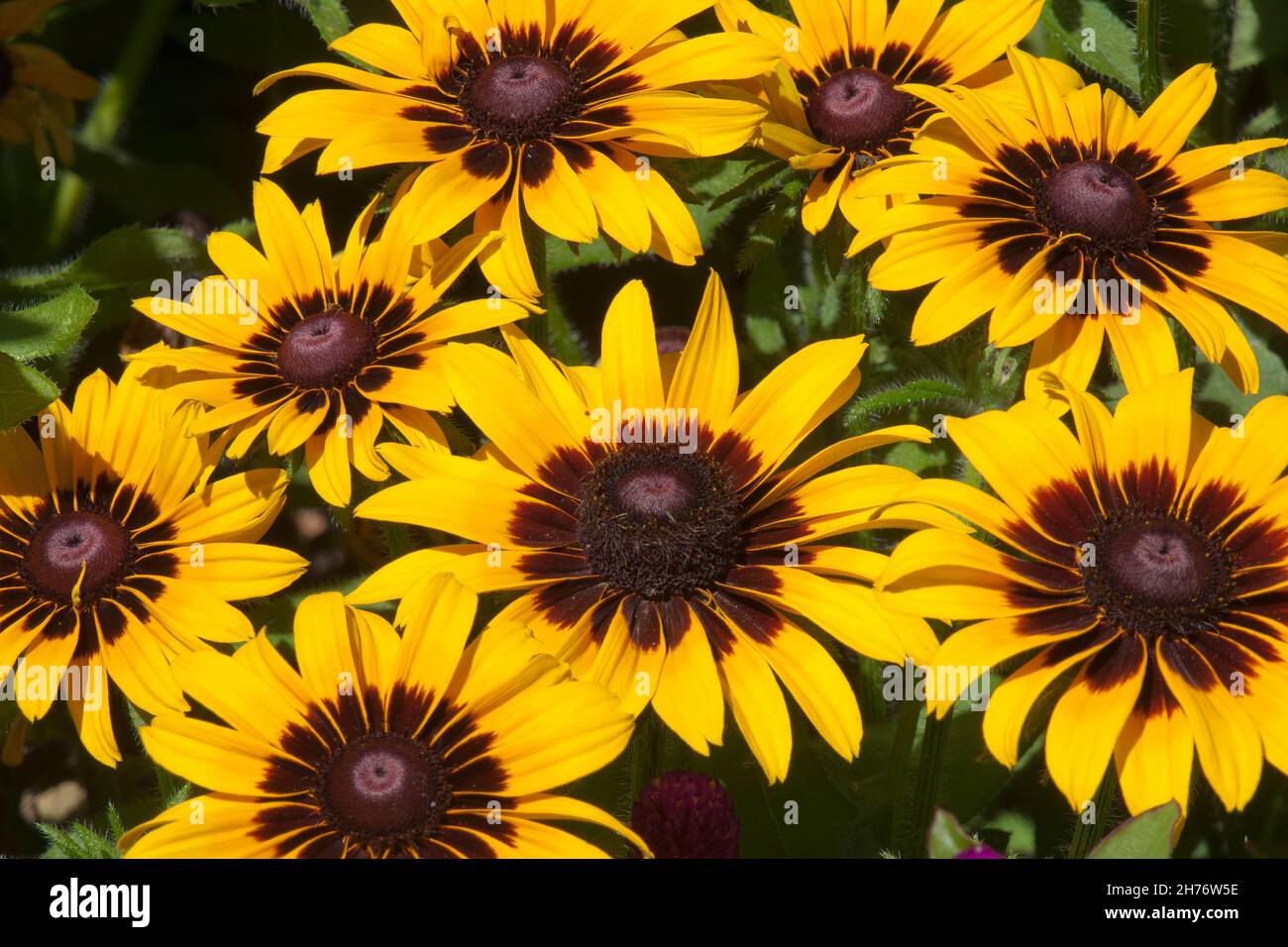 Sydney Australia, bright cheery flowers of a dwarf sunflowers Stock ...