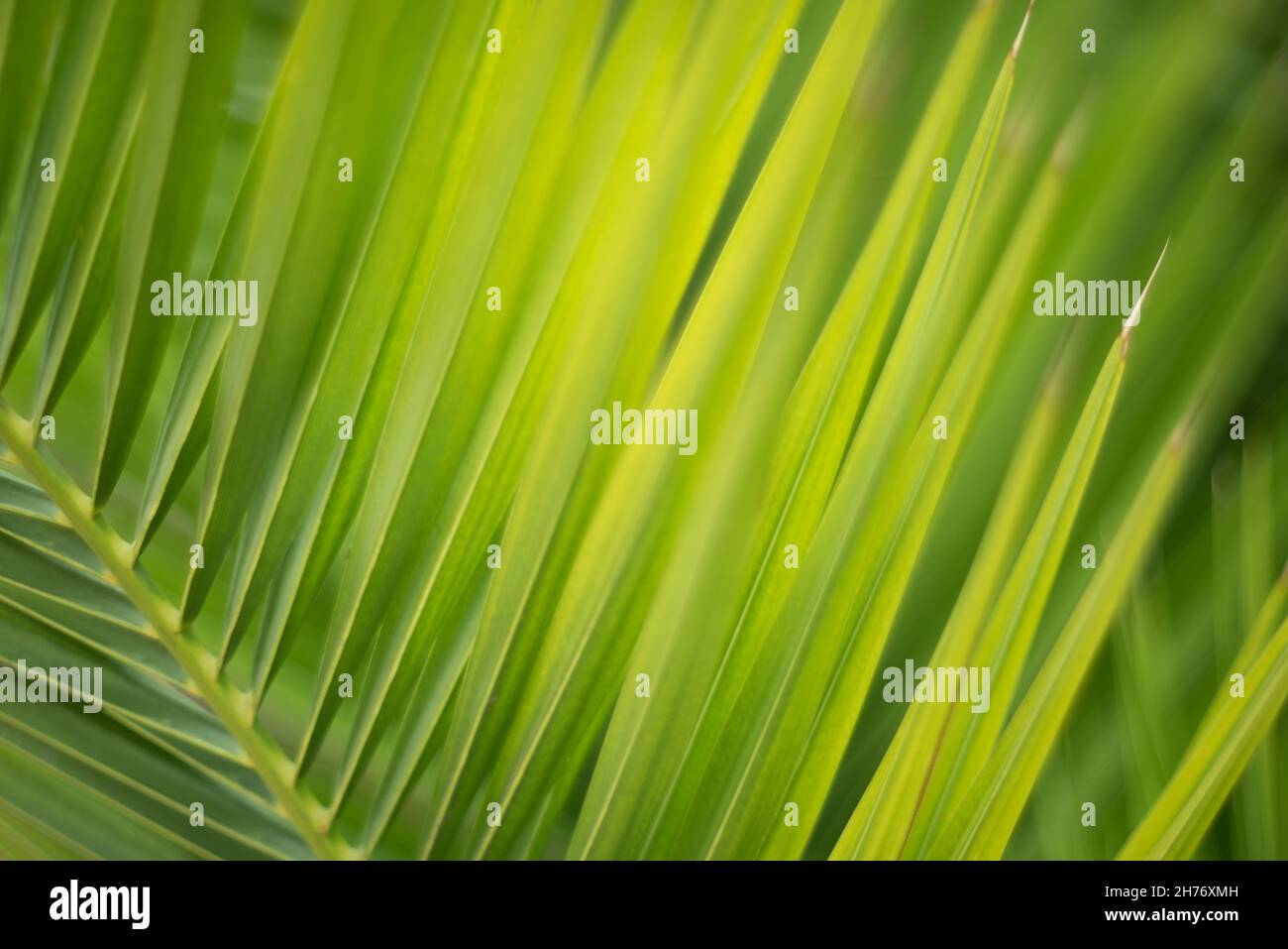 Coconut palm trees green texture background. Tropical palm coconut ...