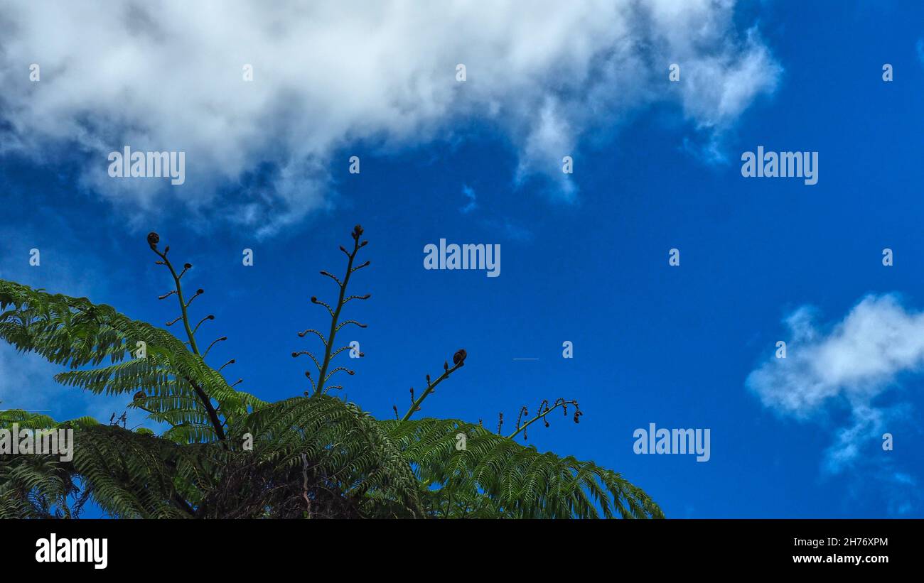 Top of a tree fern with uncoiling young fronds under fair weather ...