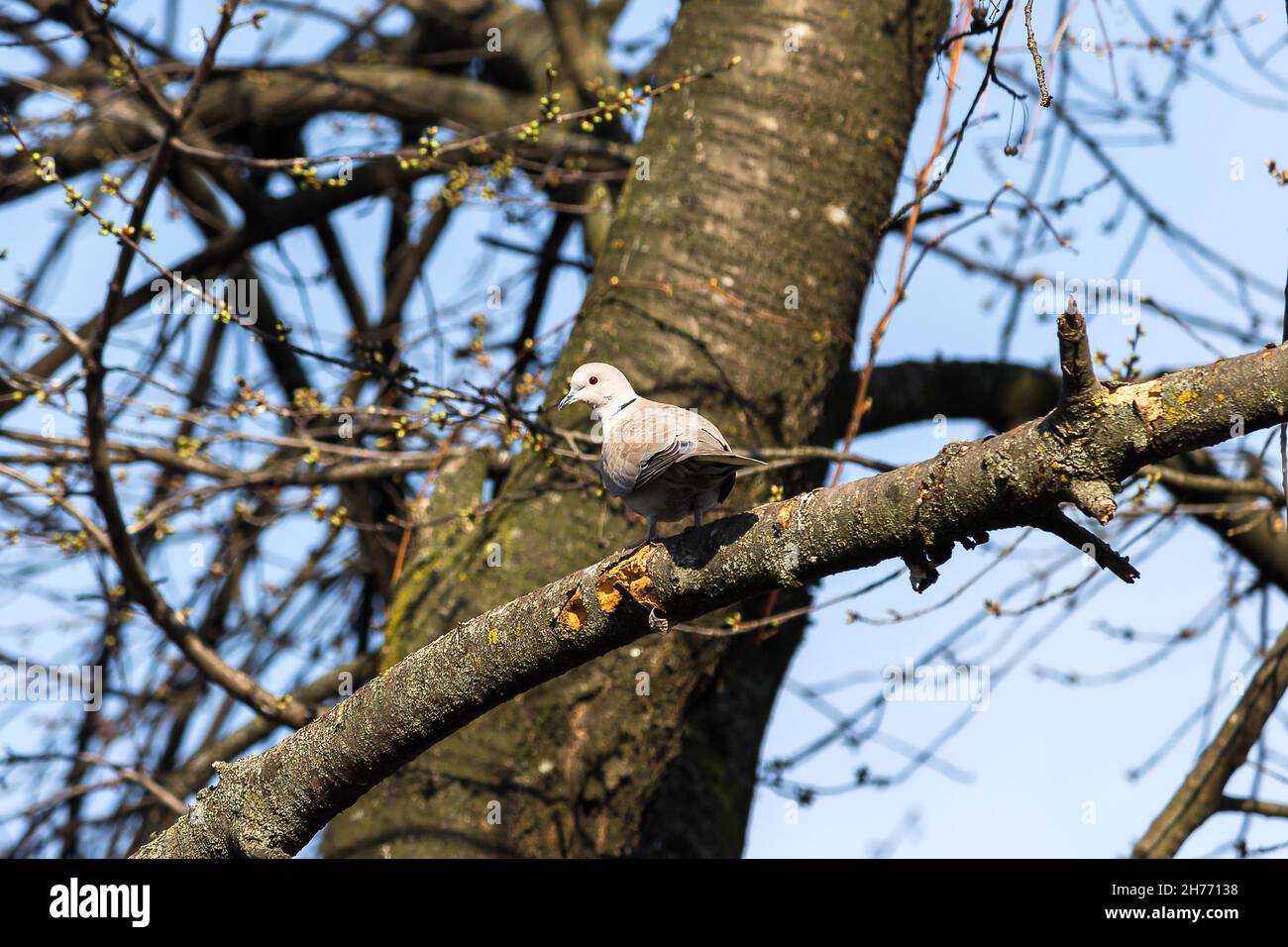 A close up of a brown dove sitting on a twig next to a tree with blur ...