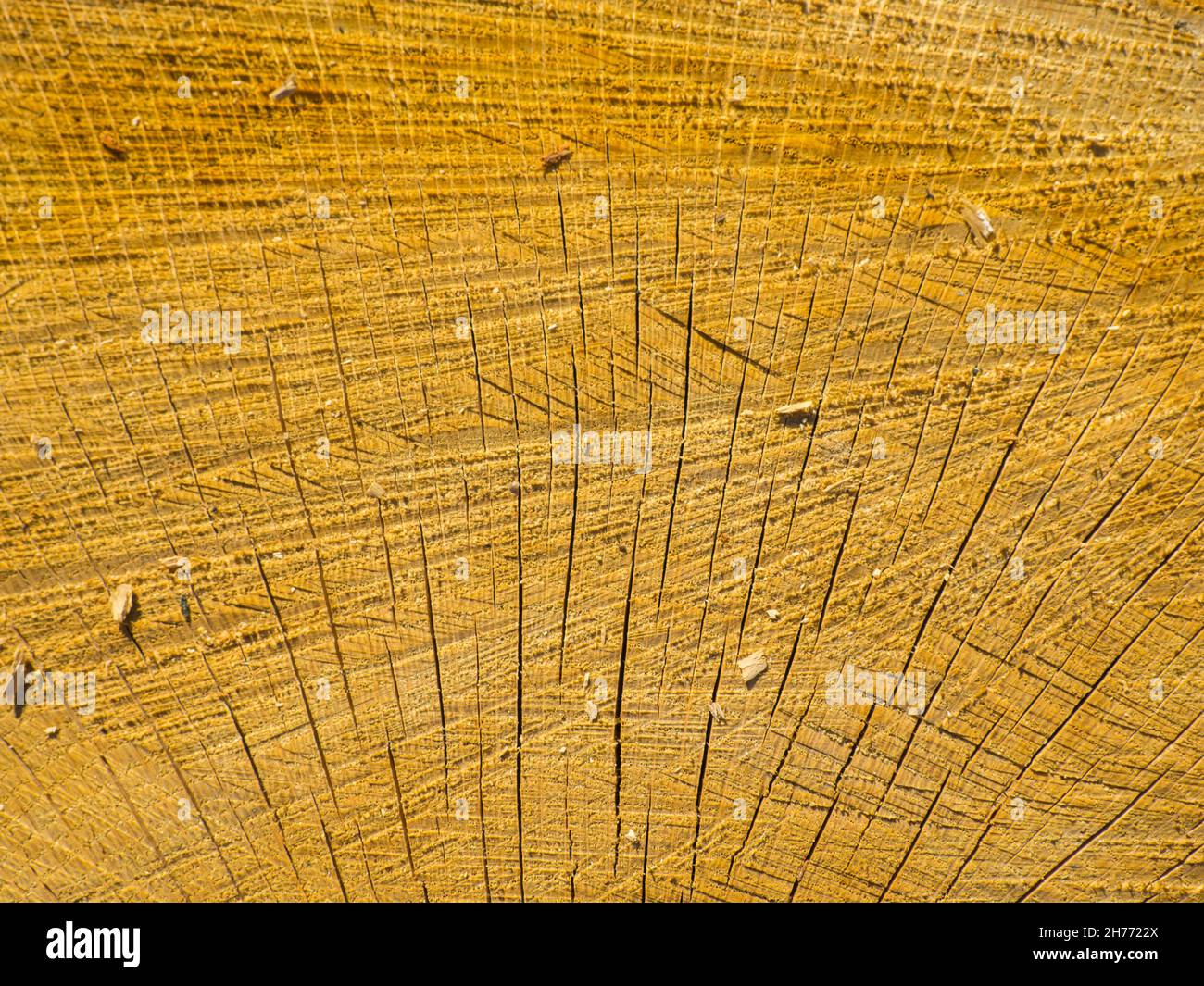 Texture of sawn wood Stock Photo - Alamy