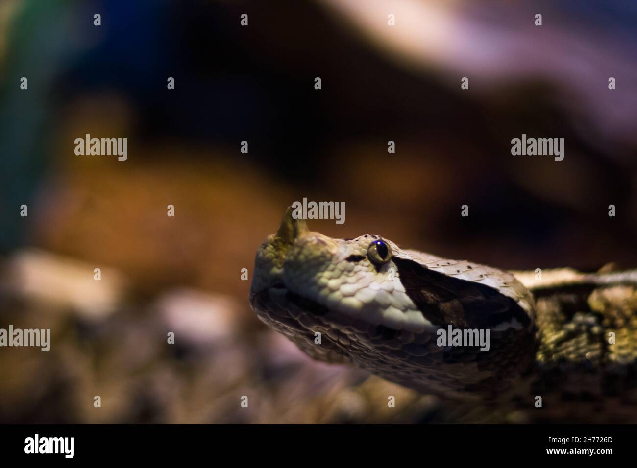 Venomous snake - gaboon viper portrait, blurred background. Africa ...