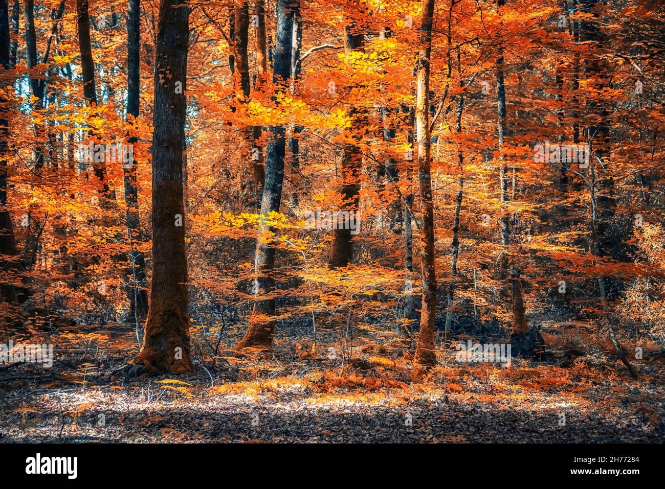 Beautiful leaf colors in forest hi-res stock photography and images - Alamy