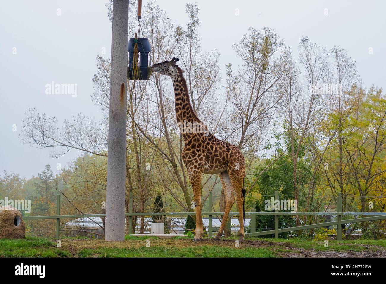 African giraffes eat in an open enclosure at the zoo. wildlife, mammals ...