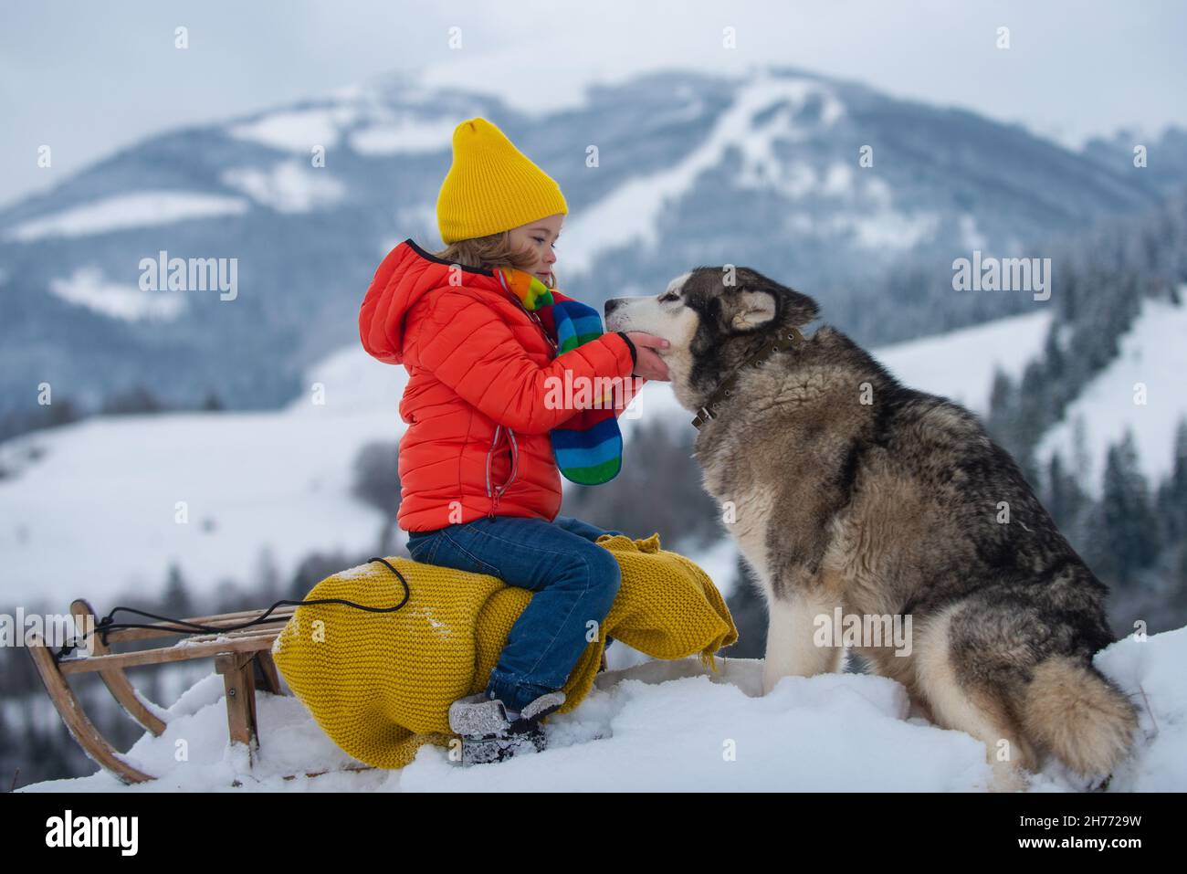 Siberian husky playing with kids hi-res stock photography and images ...
