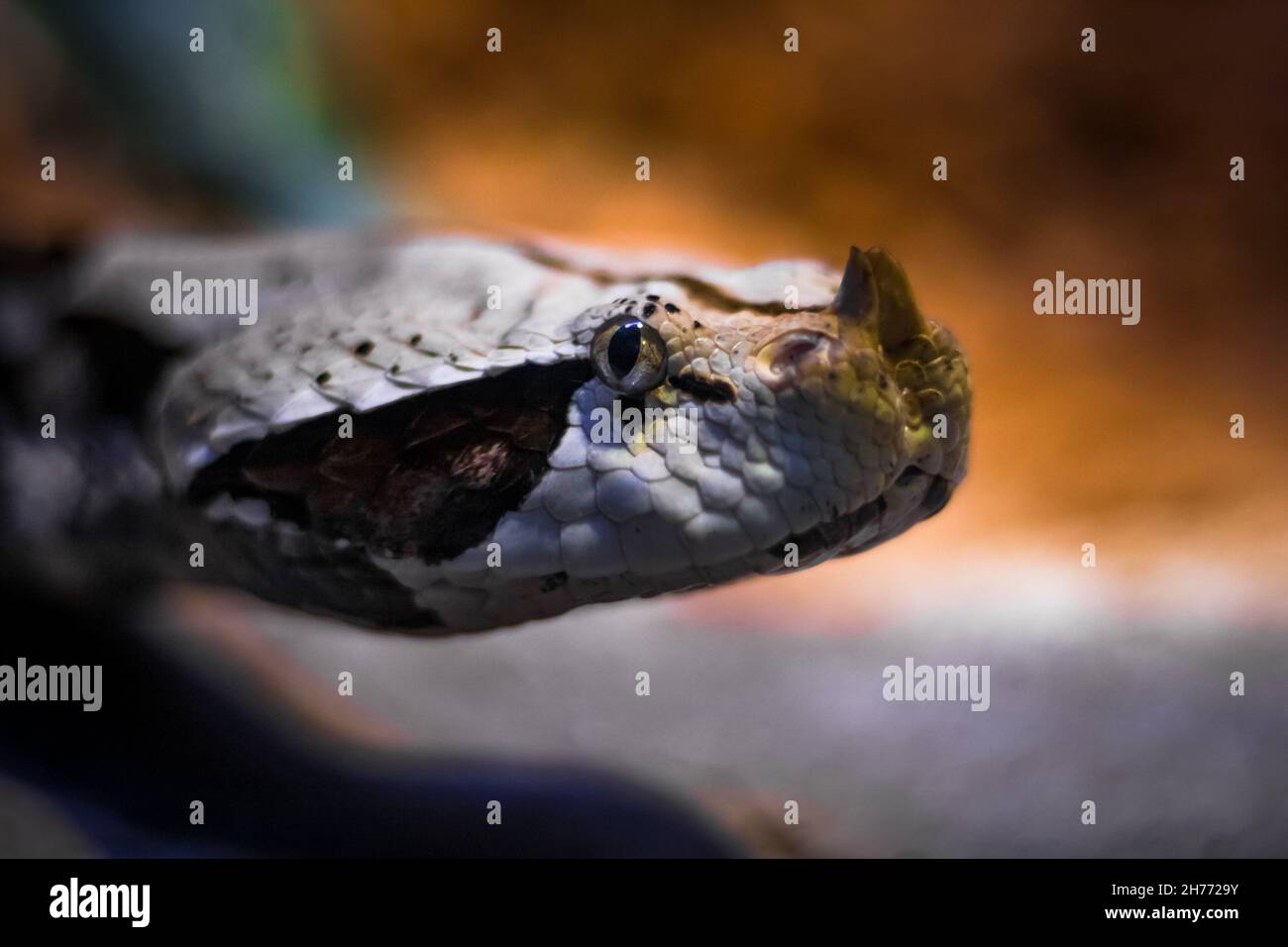 Venomous snake - gaboon viper portrait, blurred background. Africa ...