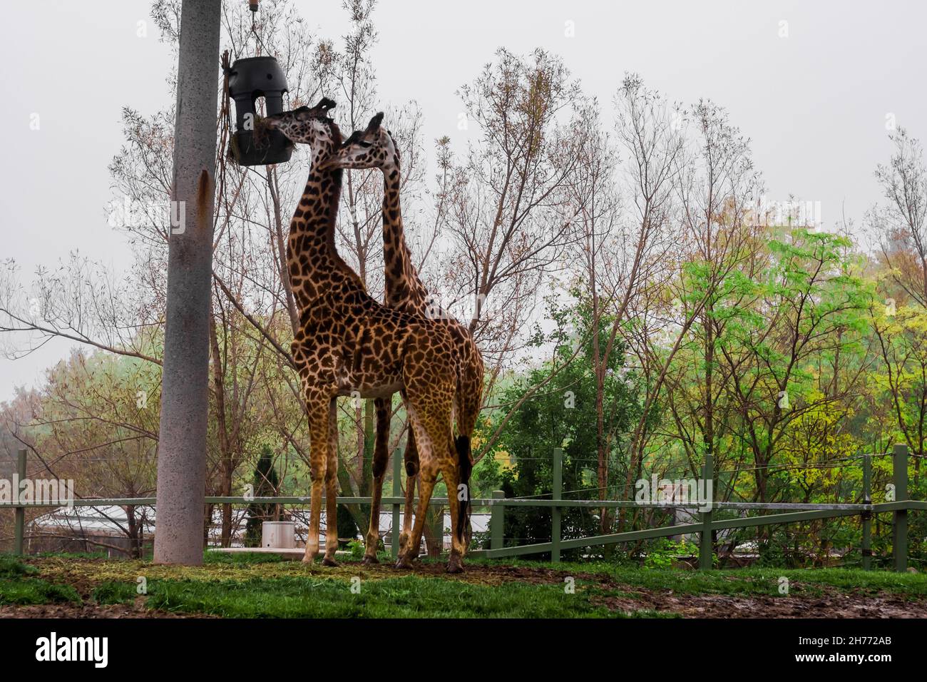 African giraffes eat in an open enclosure at the zoo. wildlife, mammals ...