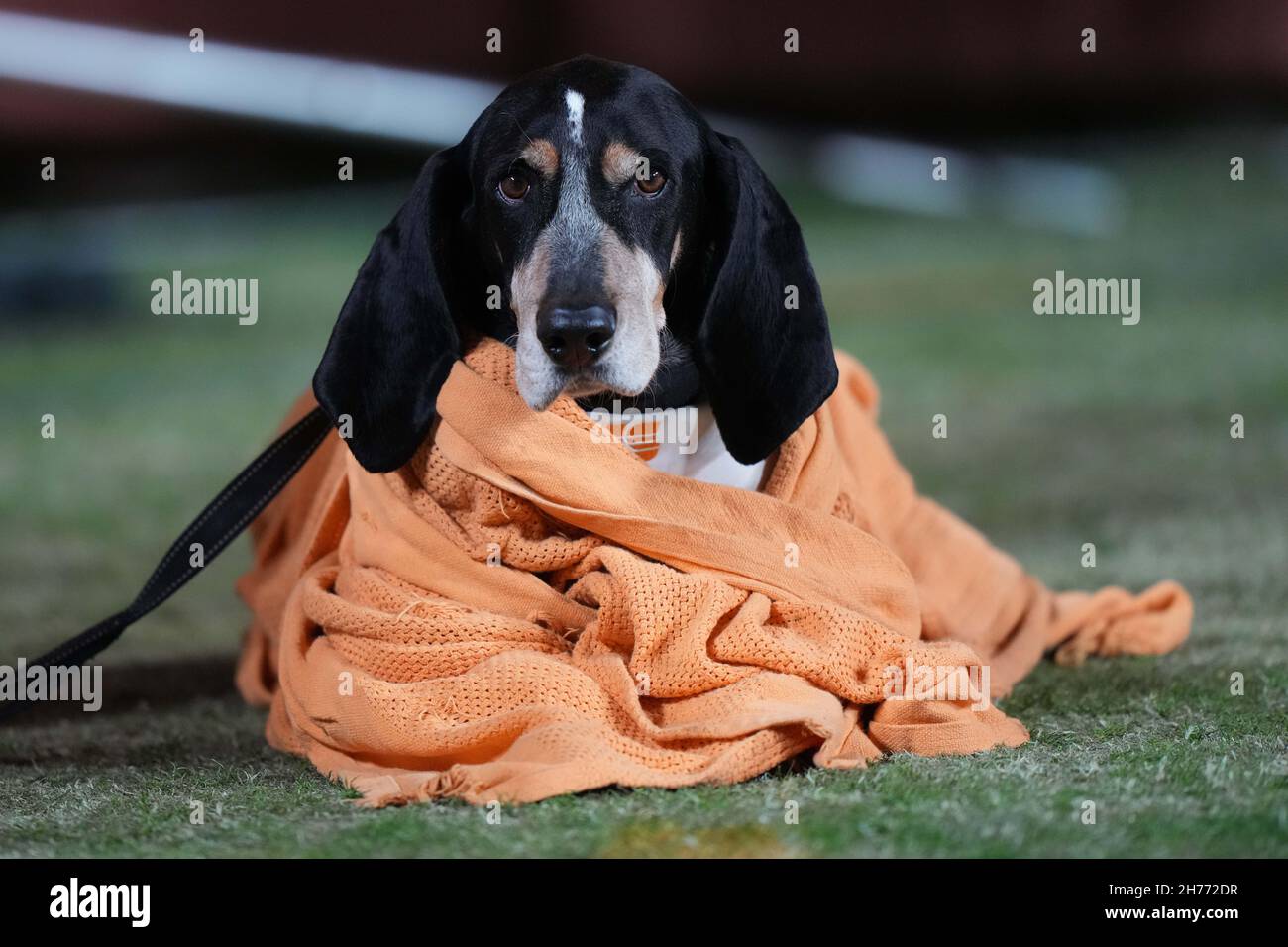 University of south alabama mascot hi-res stock photography and images ...