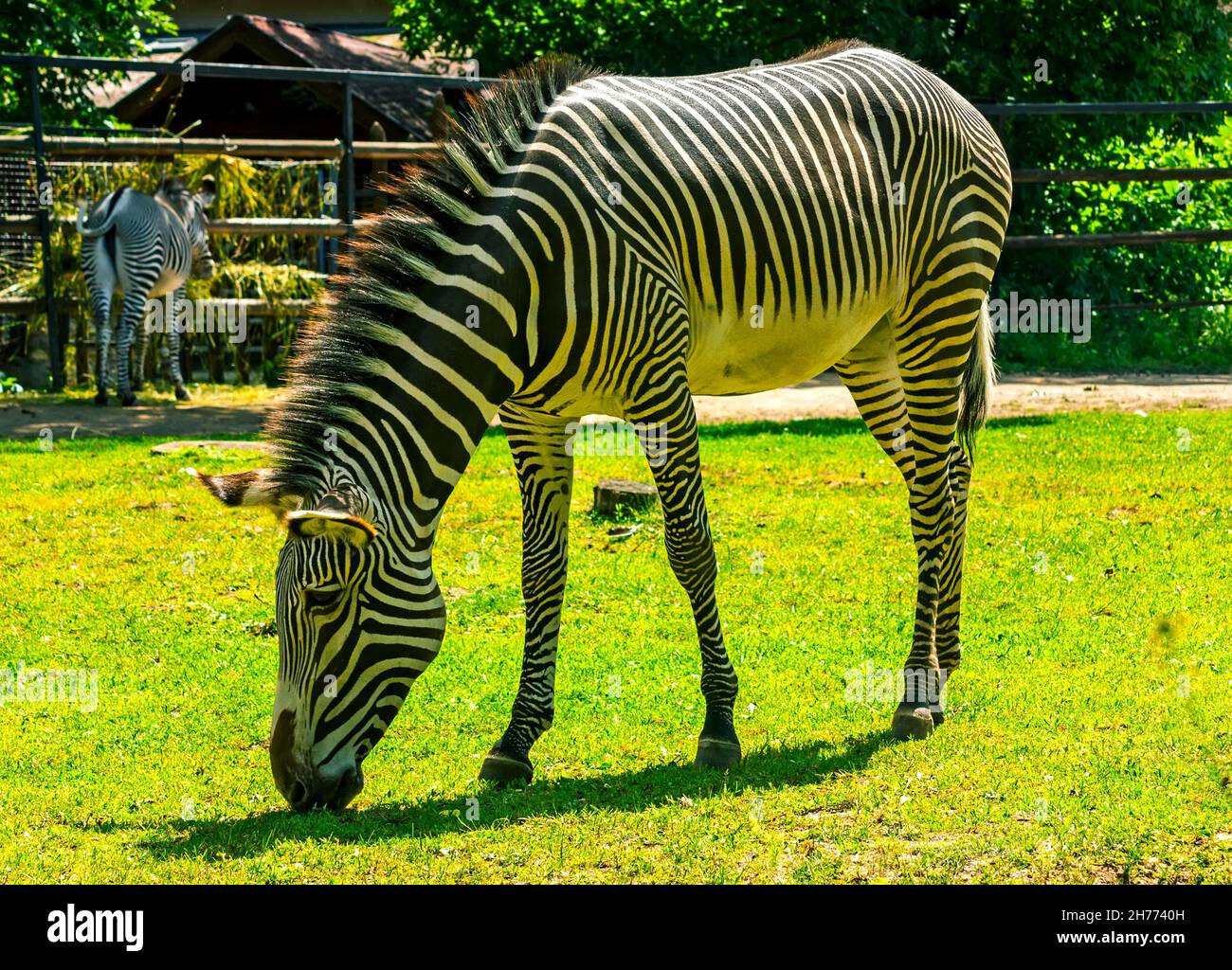 Zebra picking green grass at the zoo Stock Photo - Alamy