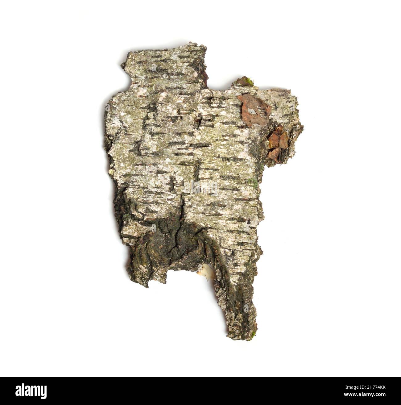 The front sides of a piece of aspen bark. Isolated on white background ...