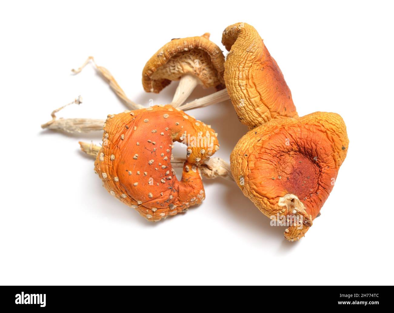 Dried Amanita muscaria, commonly known as the fly agaric or fly amanita ...