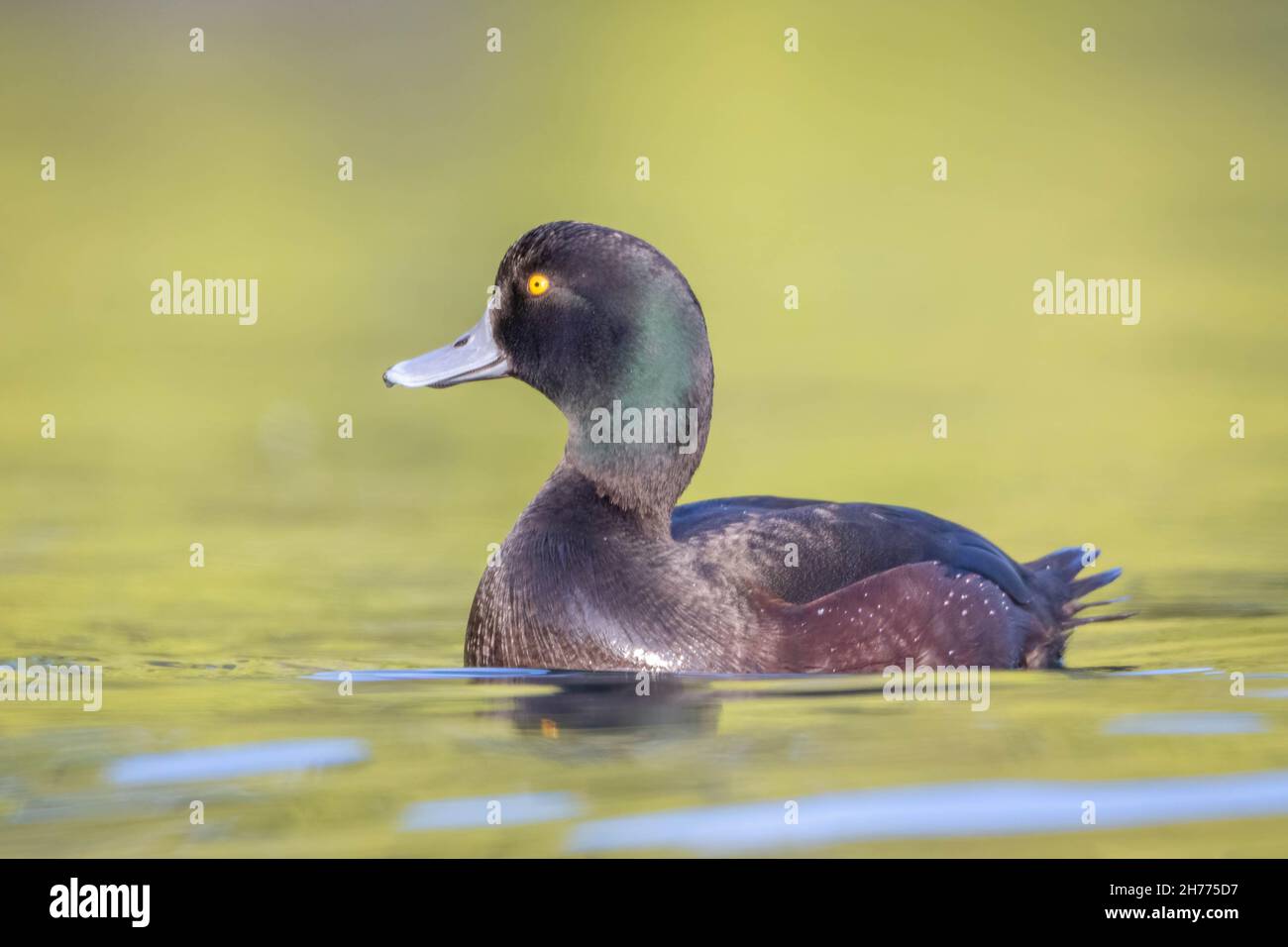 New zealand scaup hi-res stock photography and images - Alamy