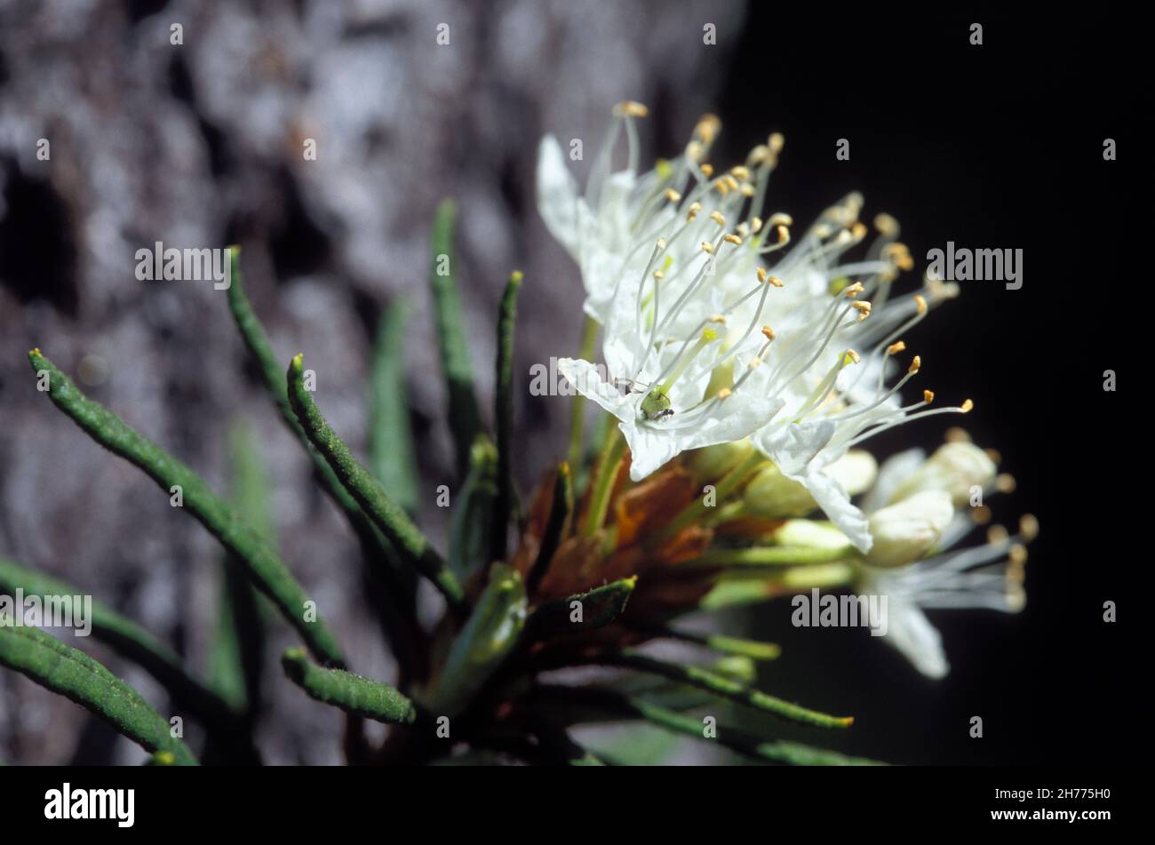 Marsh Labrador tea, northern Labrador tea, wild rosemary in close up ...