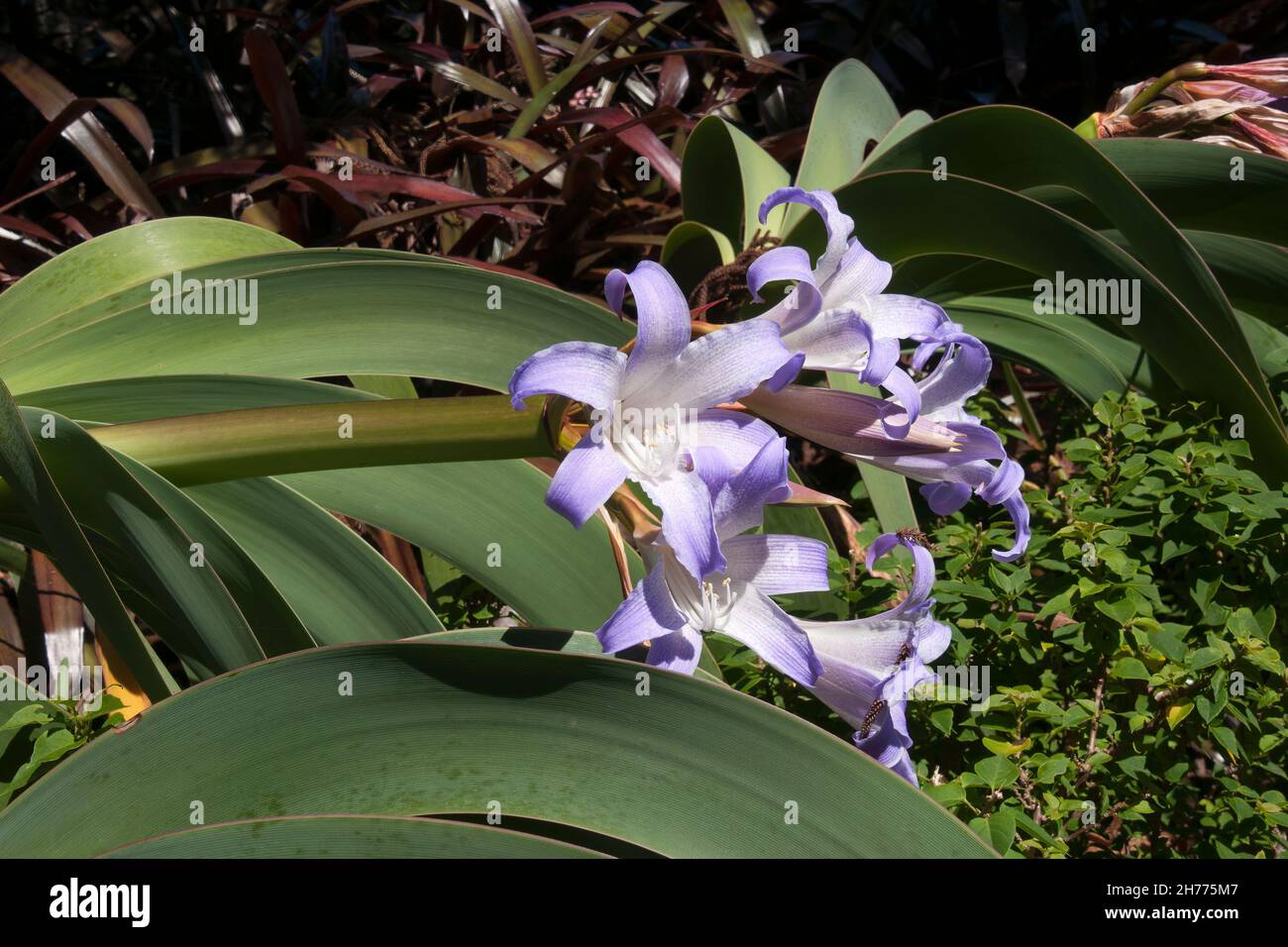 Sydney Australia, Lilac-blue flowers of a worsleya procera or blue ...