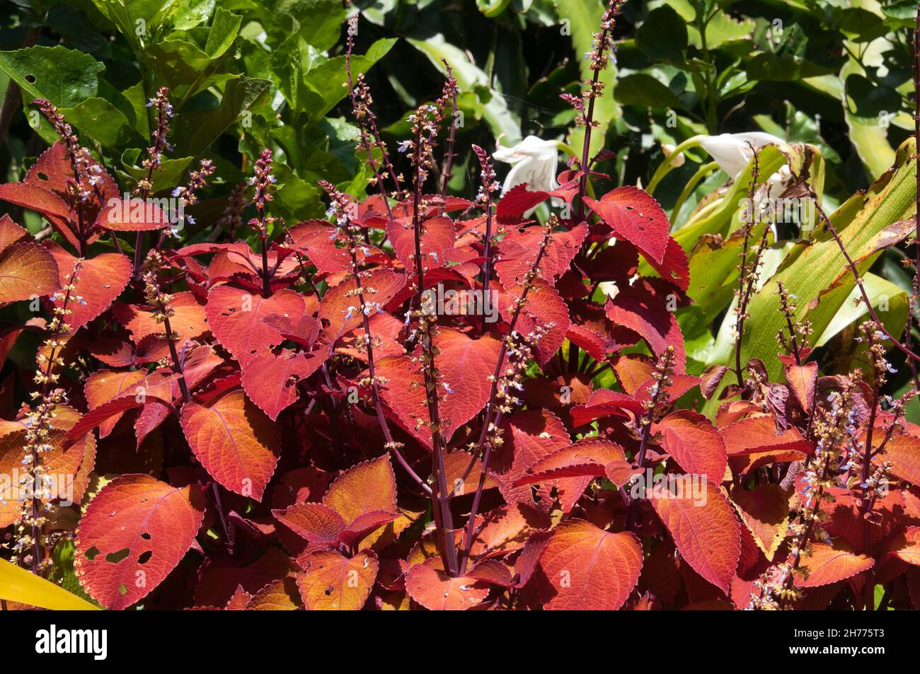 Sydney Australia, Coleus 'campfire' with purple flowers in garden Stock ...