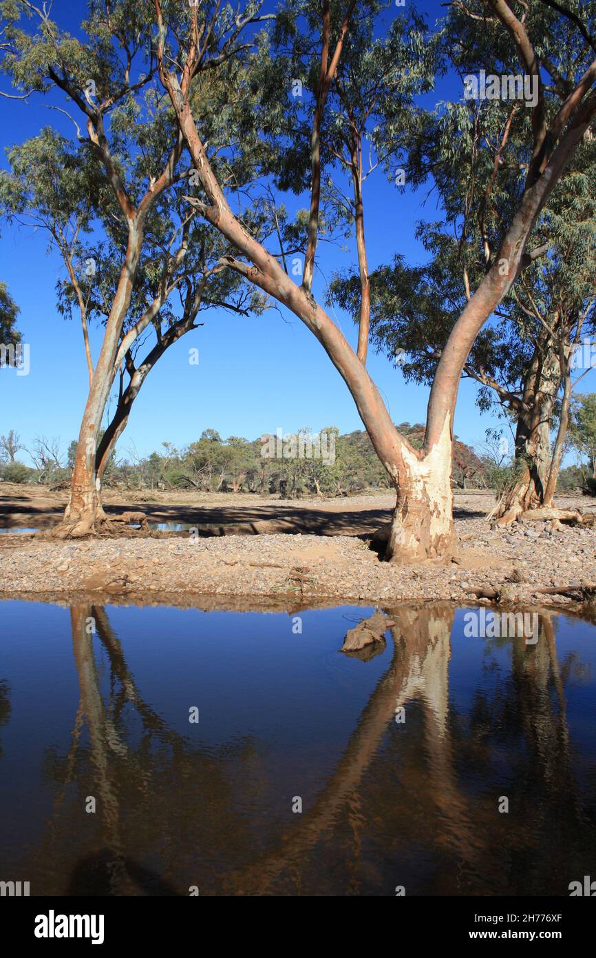 River red gums on the Hugh River Stock Photo - Alamy
