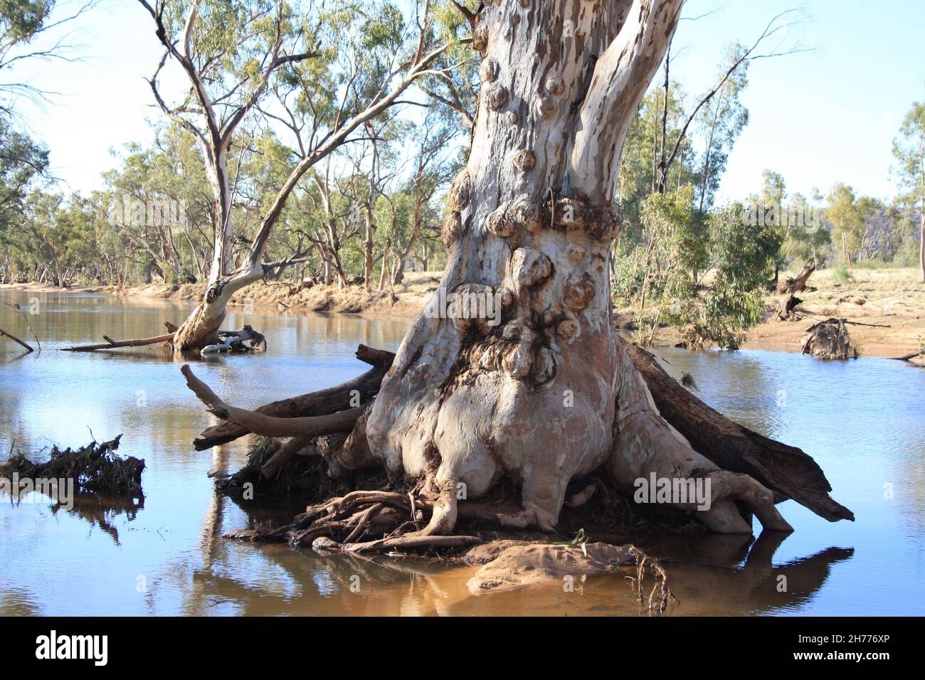 River red gums on the Hugh River Stock Photo - Alamy