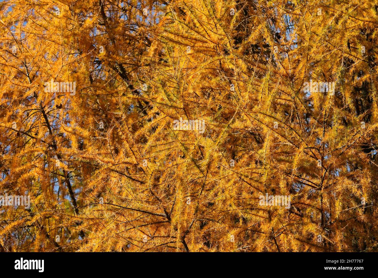 Larch tree wood texture hi-res stock photography and images - Alamy