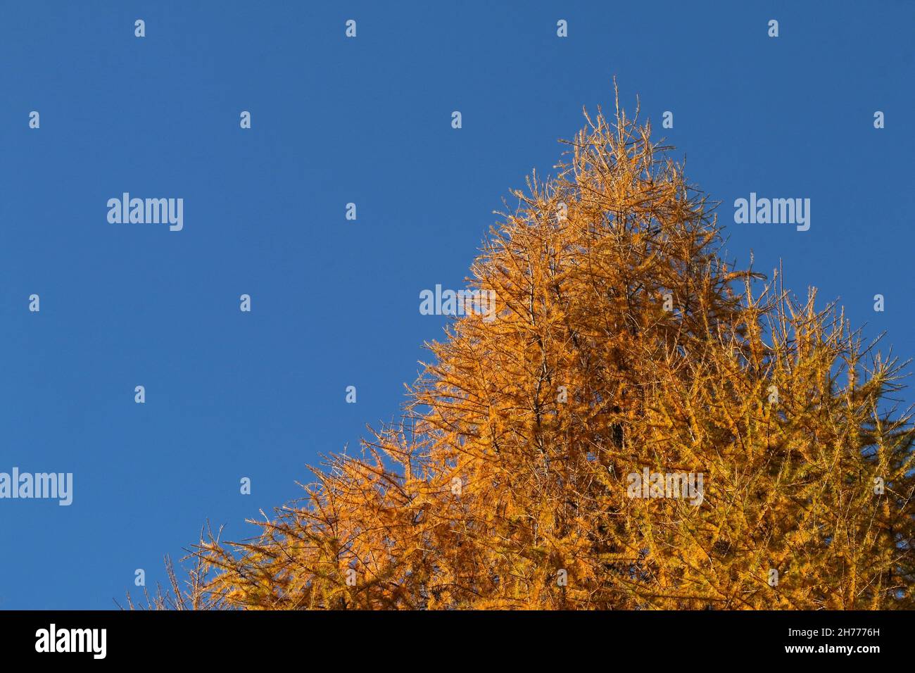 The detail of the larch tree and its orange needles during the bright ...