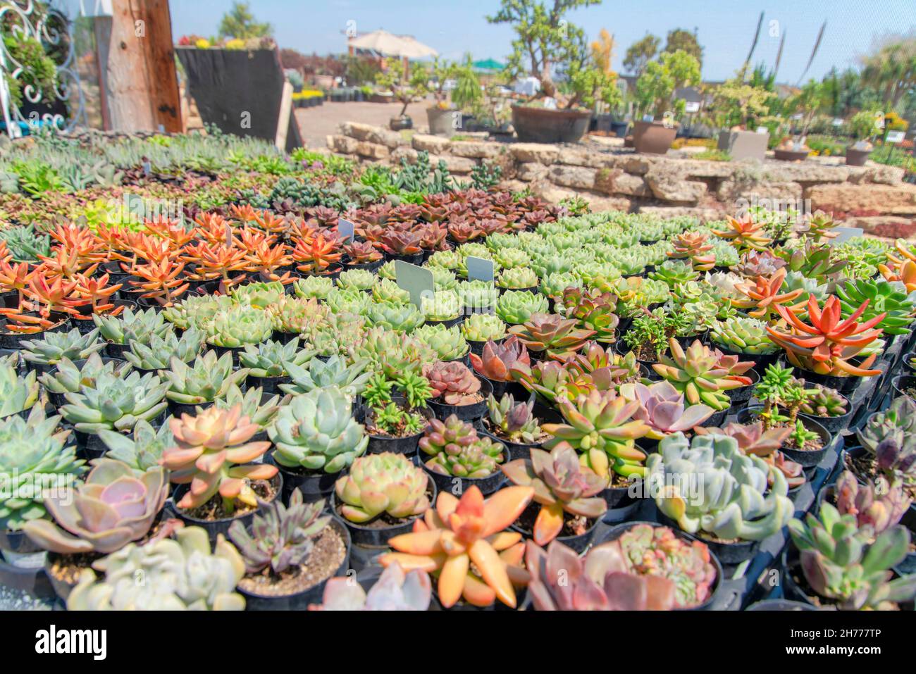 Succulents In Pots High Resolution Stock Photography and Images - Alamy