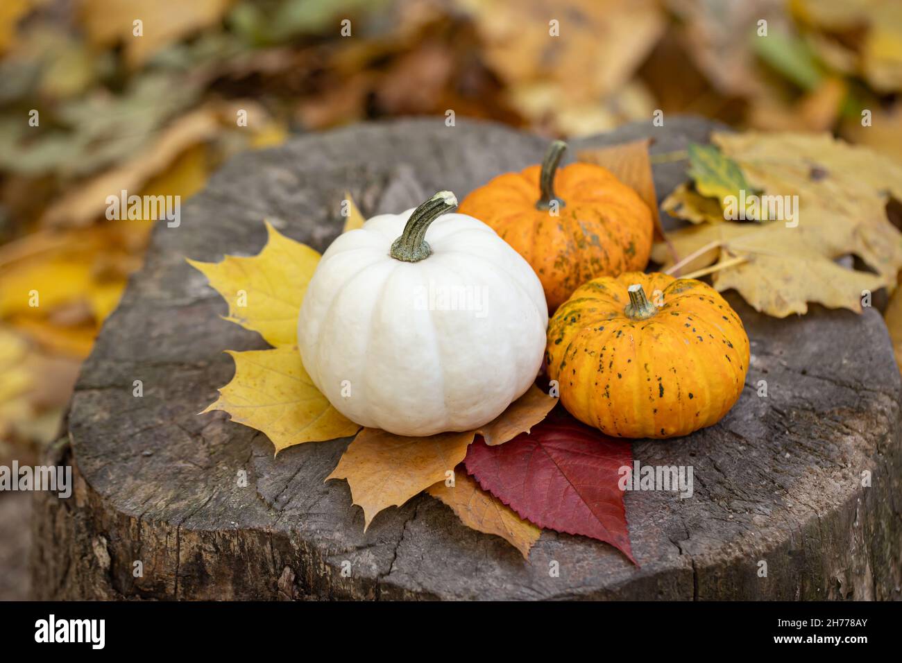 Small pumpkins in dry hi-res stock photography and images - Alamy