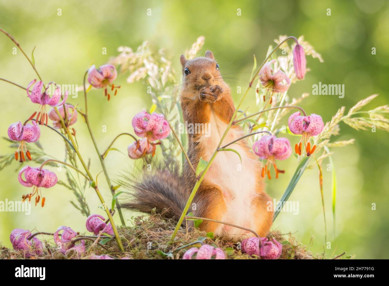 Squirrel with blue papaver flowers hi-res stock photography and images ...
