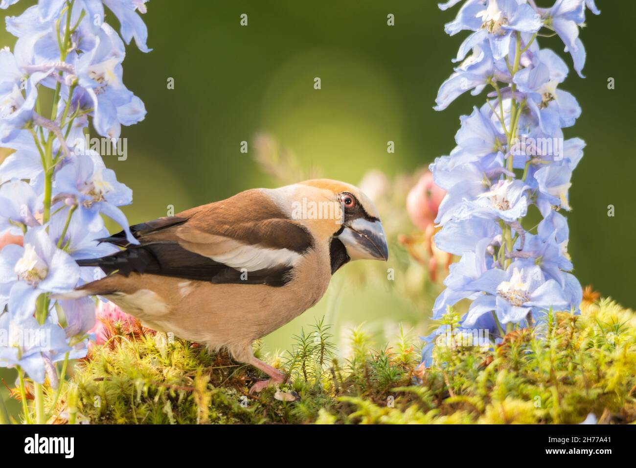 Haw finch hi-res stock photography and images - Alamy