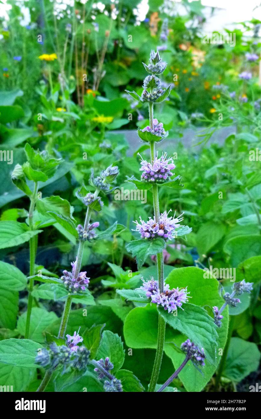 Mint blooms in the garden purple flowers, summer herb background ...