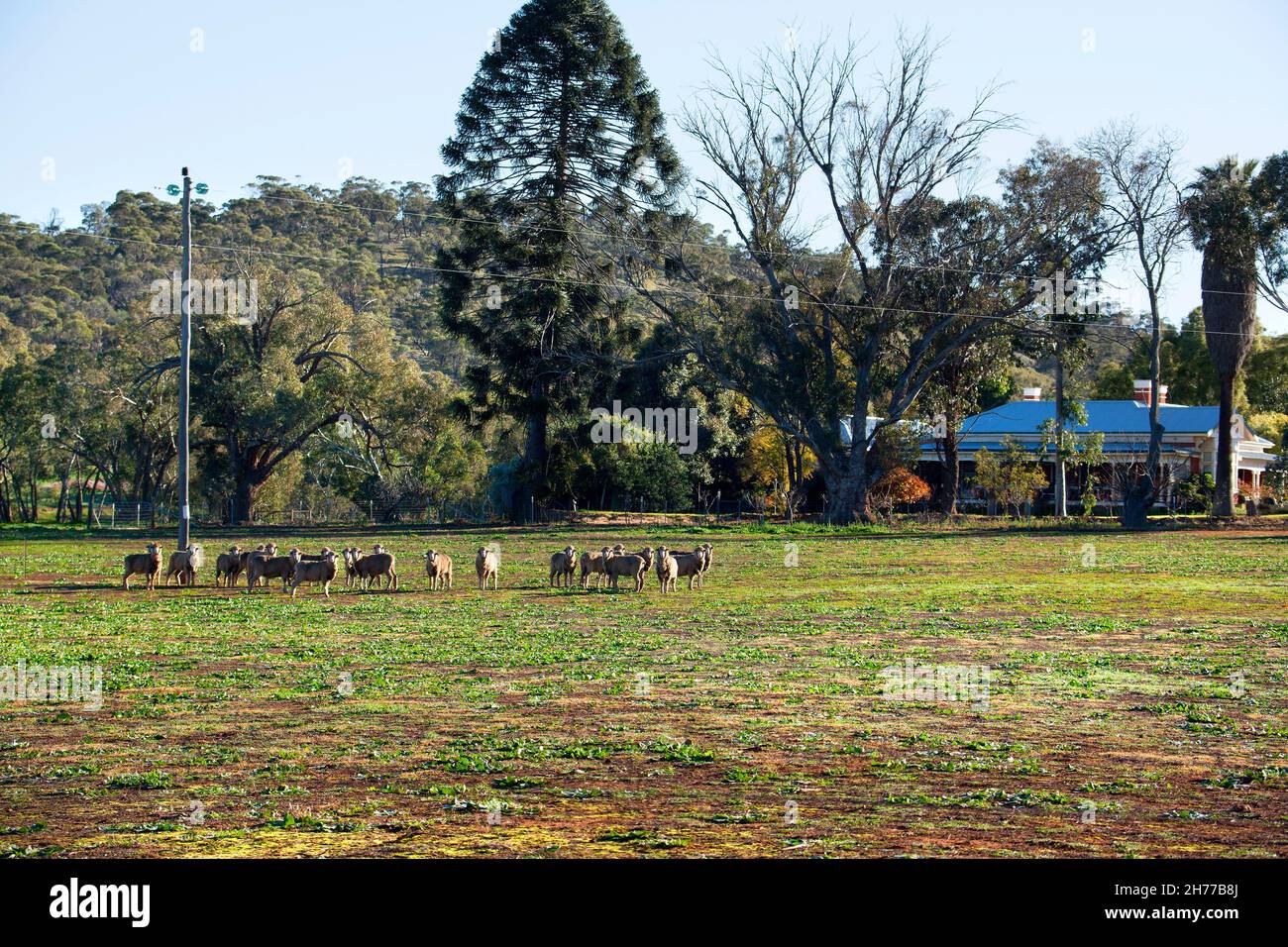 Rural Farmhouse with Sheep, Northam, Western Australia Stock Photo - Alamy