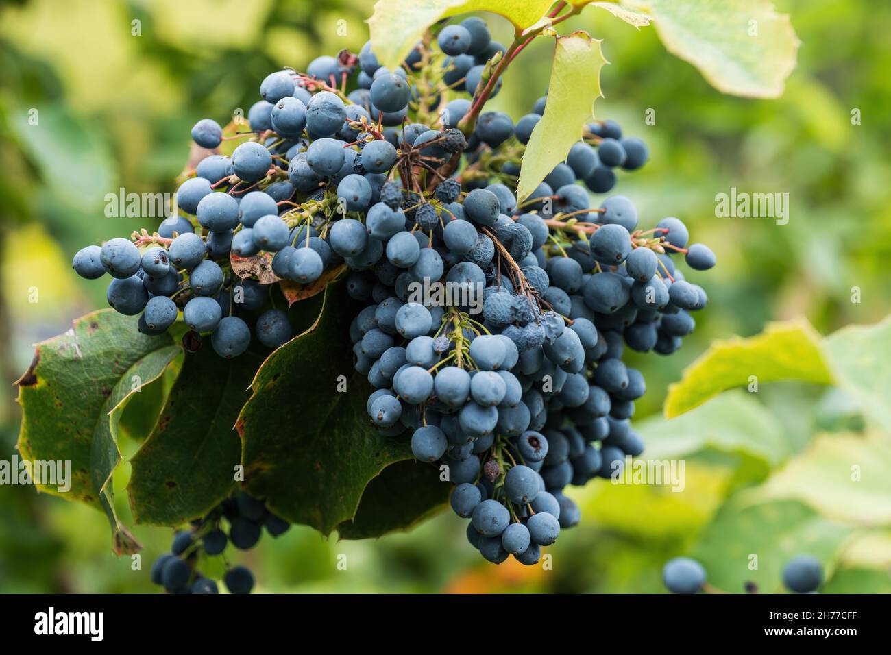 Fruits of Oregon grape (Mahonia aquifolium, Holly-leaved berberry ...