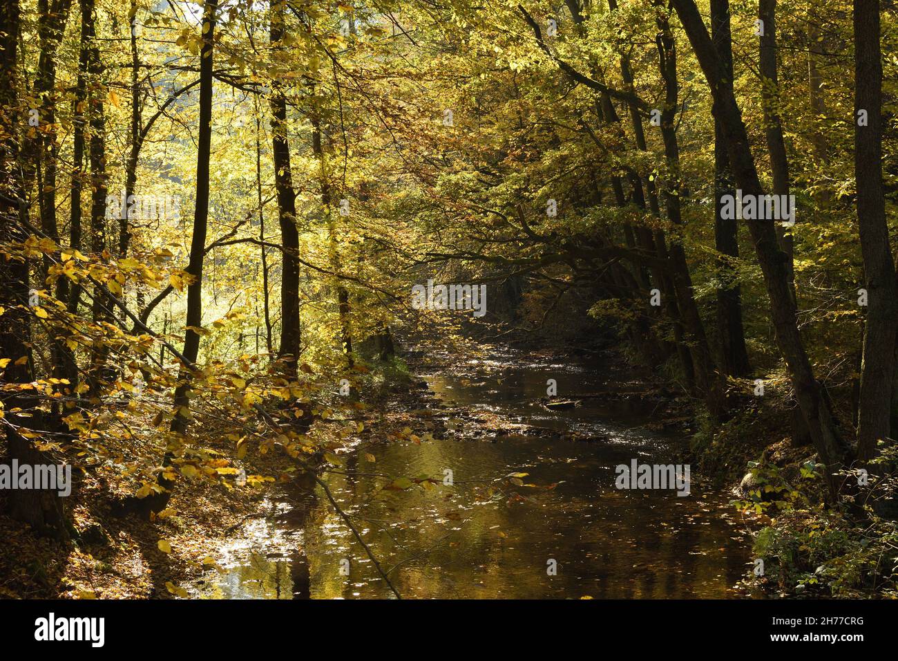 Stream flows through the autumn forest in dappled sunlight. Bergisches ...