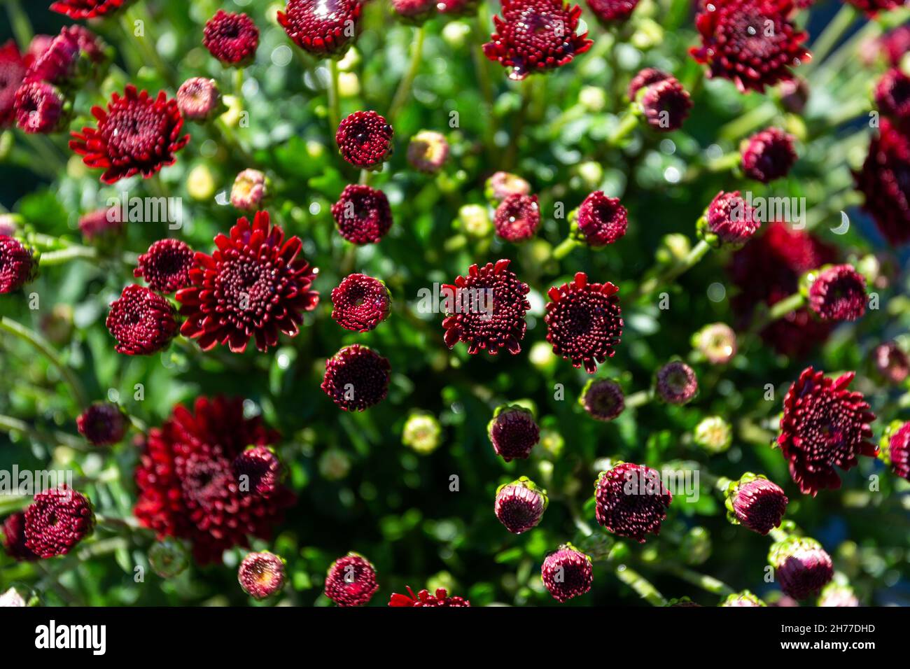 A top view of red Pincushion flower buds in the garden Stock Photo - Alamy