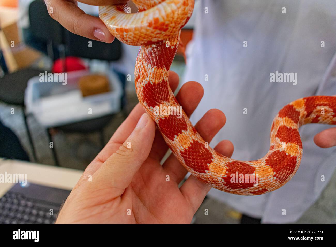 Veterinary professional handling a non-venomous snake known as the Corn ...