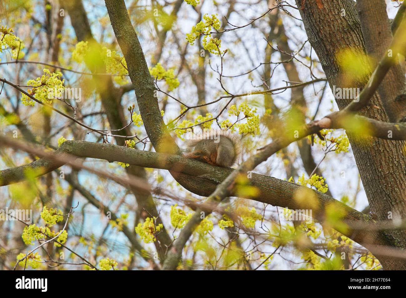 Tired squirrel sleeping down on the branch. Squirrel are having rest ...