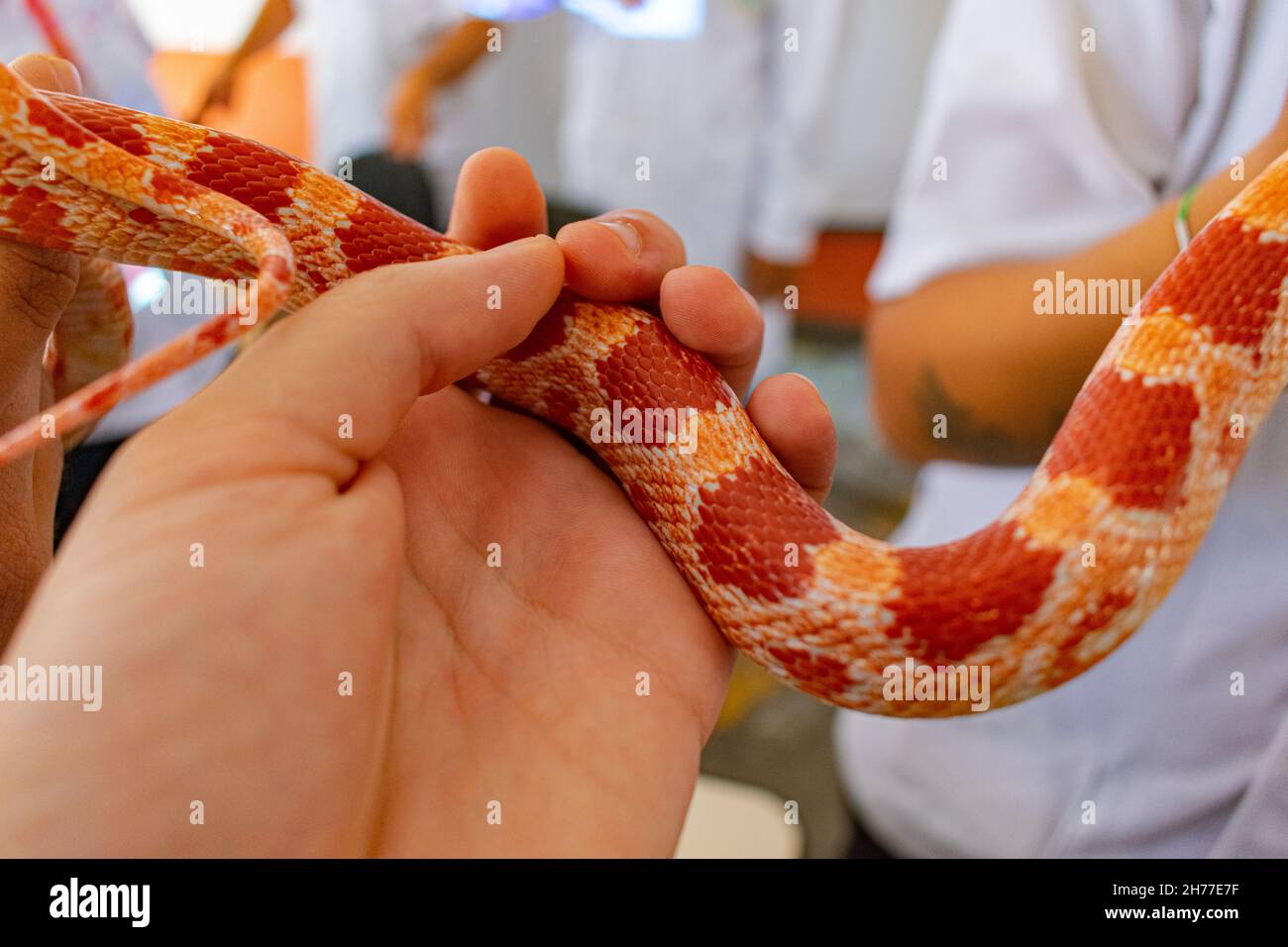 Veterinary professional handling a non-venomous snake known as the Corn ...