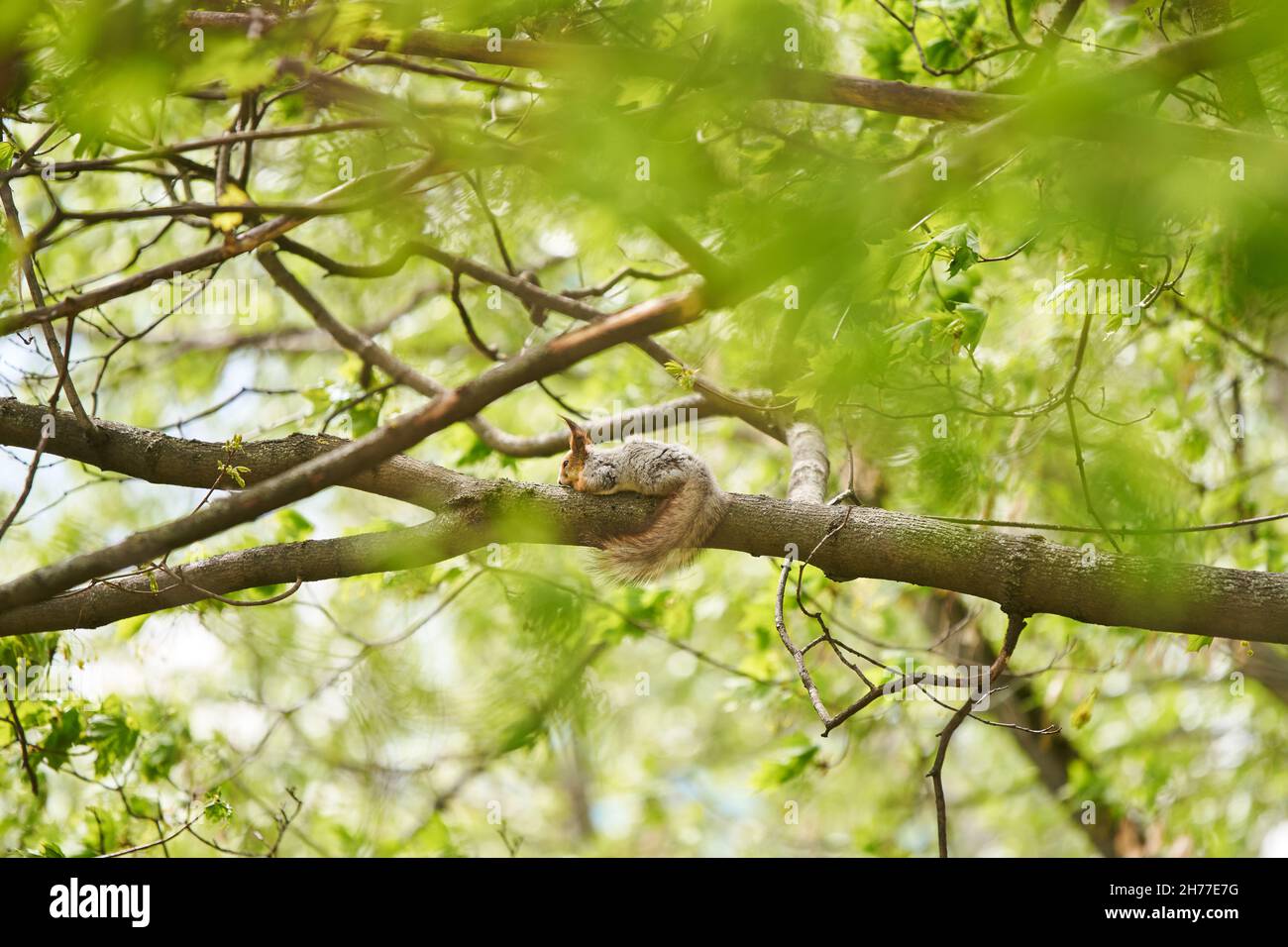 Tired squirrel lying down on the branch. Squirrel are having rest Stock ...
