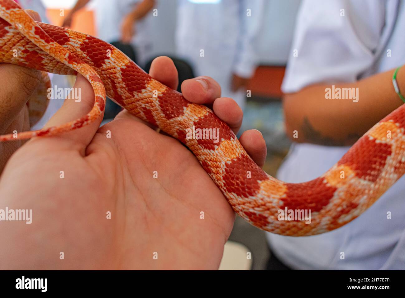 Veterinary professional handling a non-venomous snake known as the Corn ...