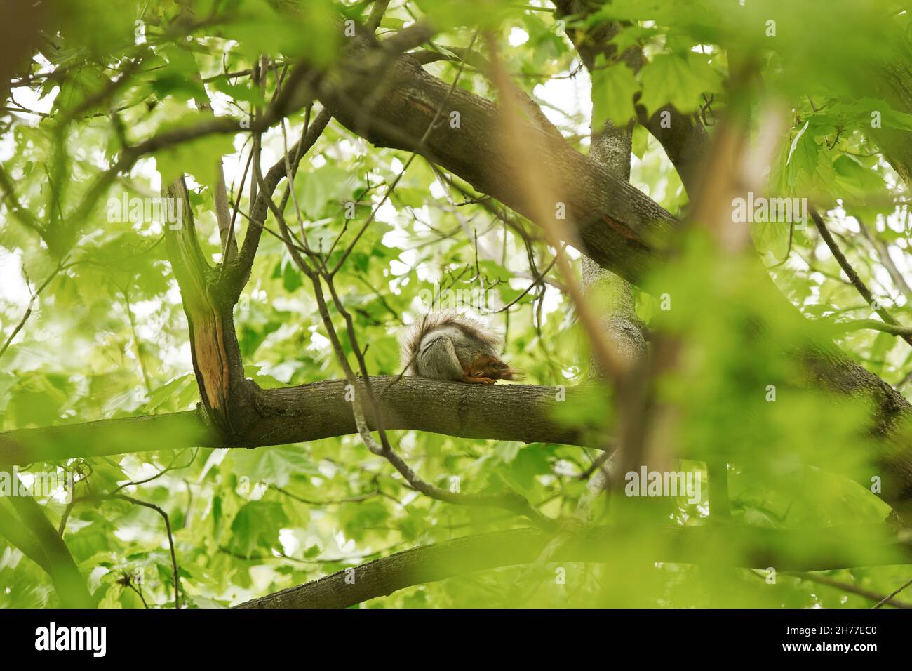 Tired squirrel hi-res stock photography and images - Alamy