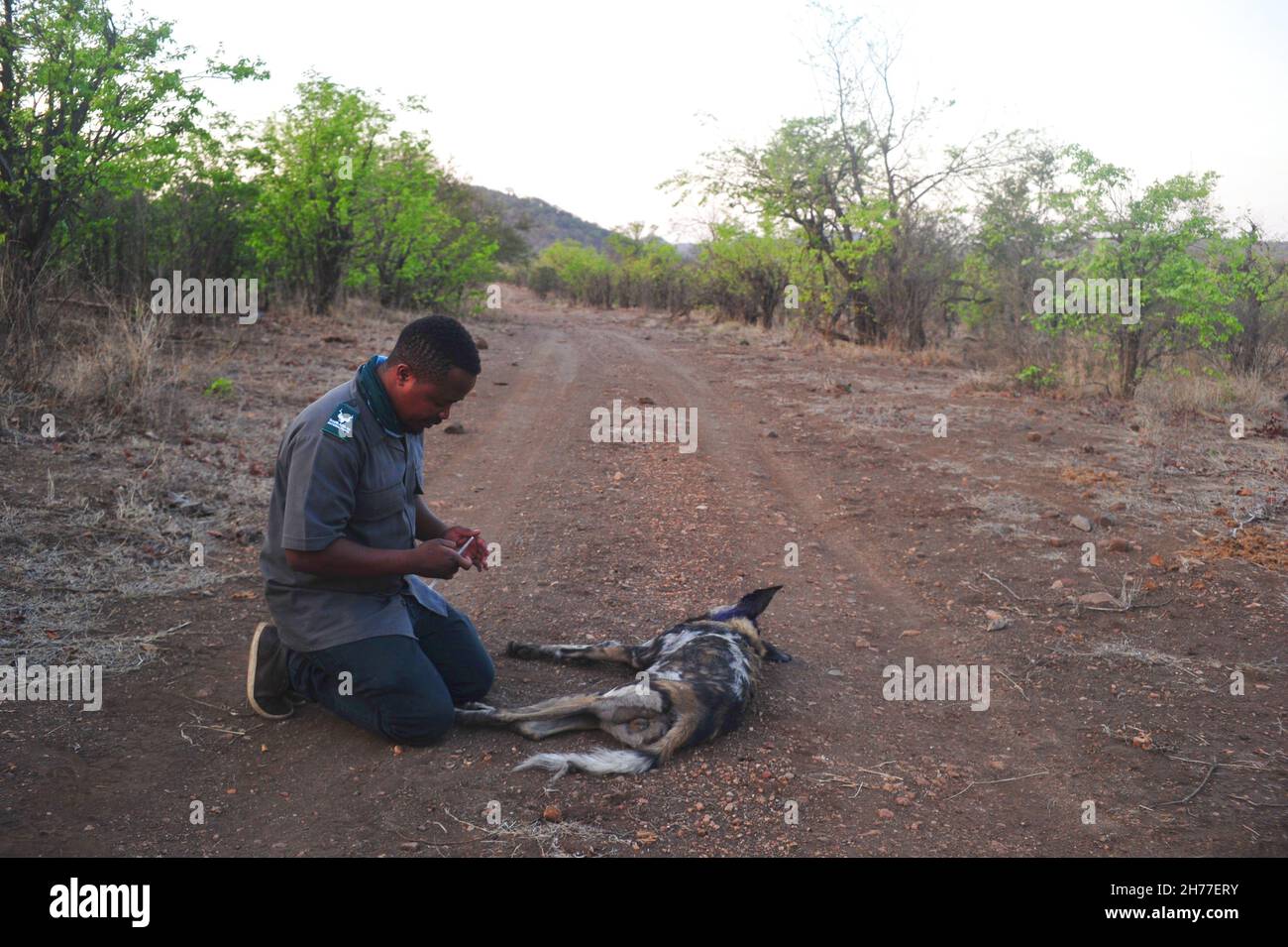 Game rangers in the Kruger National Park are working to protect the ...