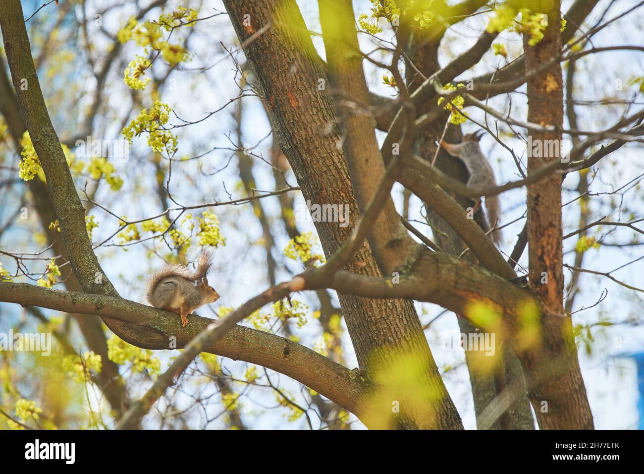 Two squirrels are hanging on a tree trunk against a background of park ...