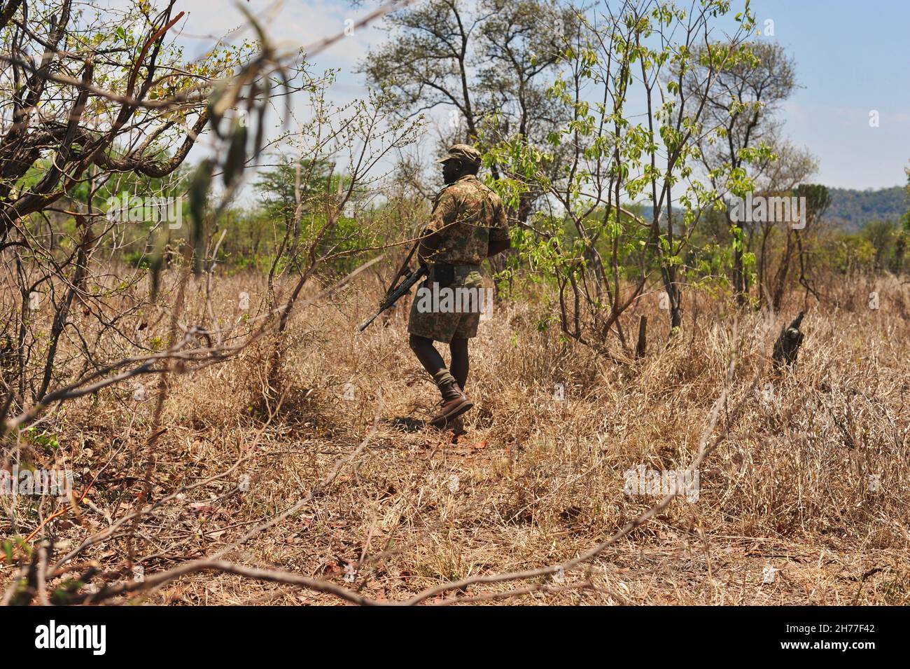 Game rangers in the Kruger National Park are working to protect the ...
