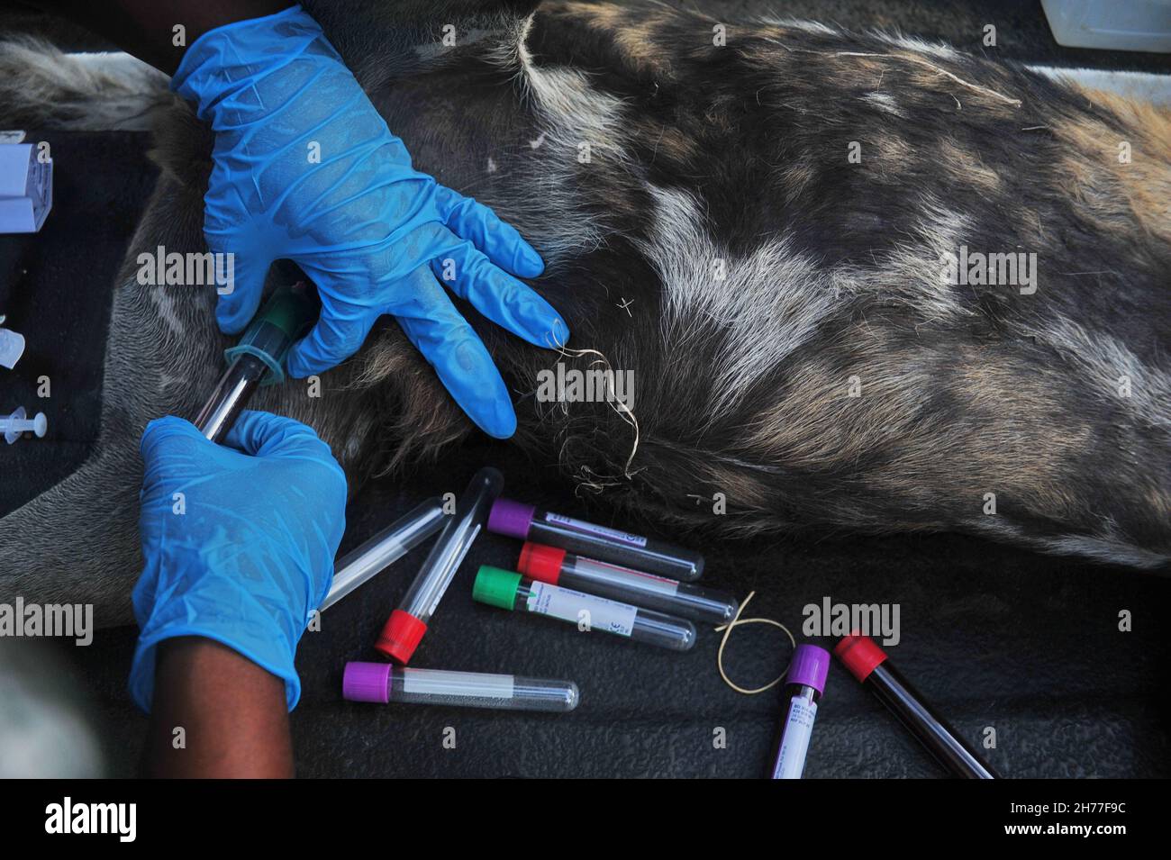 Game rangers in the Kruger National Park are working to protect the ...