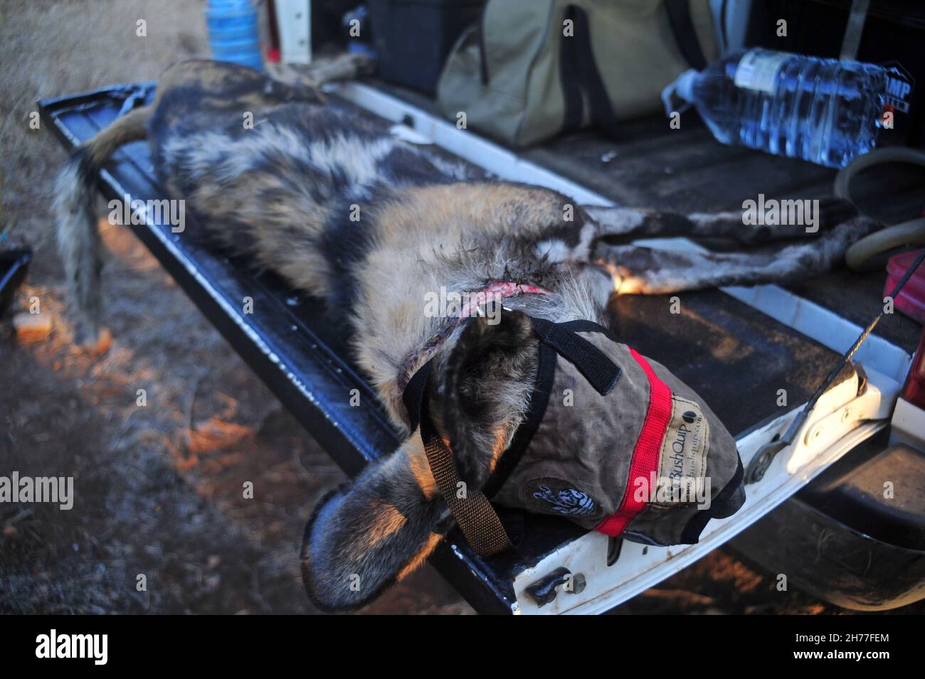 Game rangers in the Kruger National Park are working to protect the ...