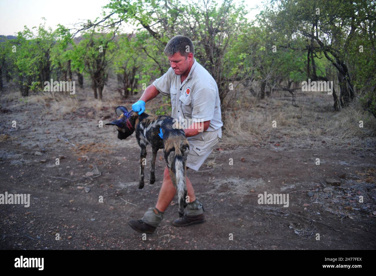 Game rangers in the Kruger National Park are working to protect the ...