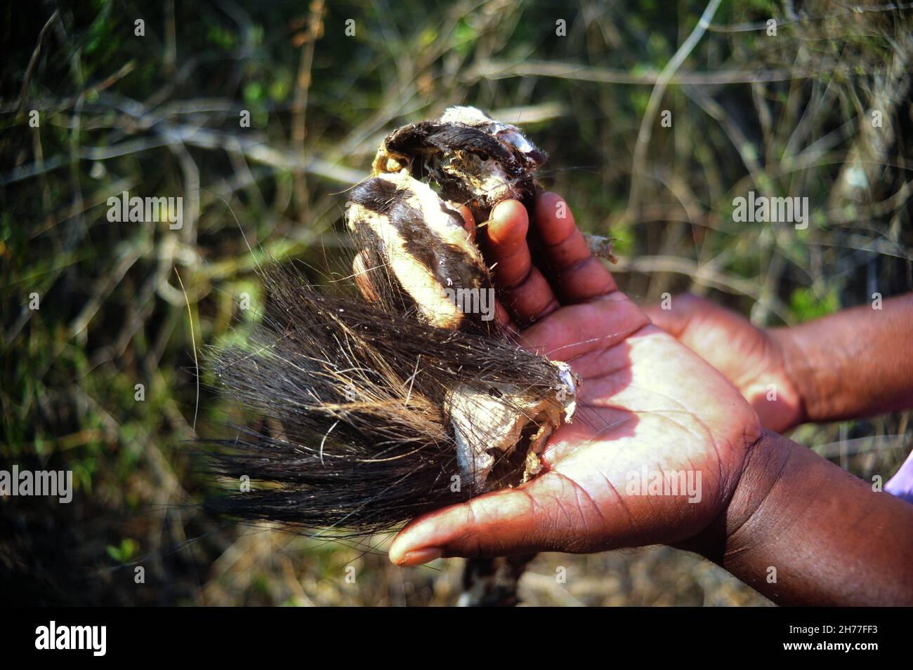 Game rangers in the Kruger National Park are working to protect the ...