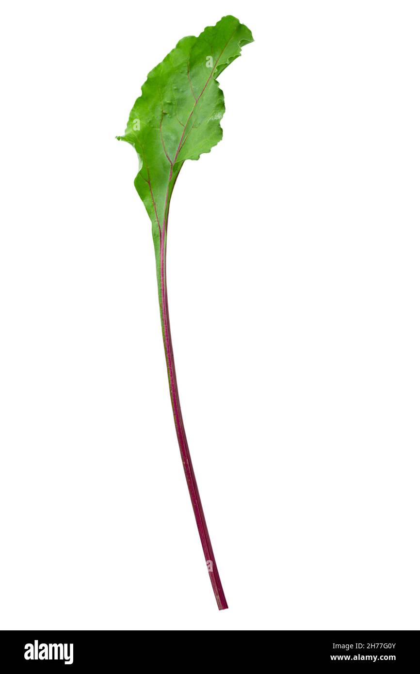 Sweet beet (mangold) leaves isolated on white background. File contains ...