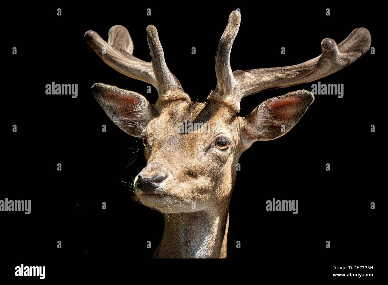 Deer head antlers closeup face hi-res stock photography and images - Alamy