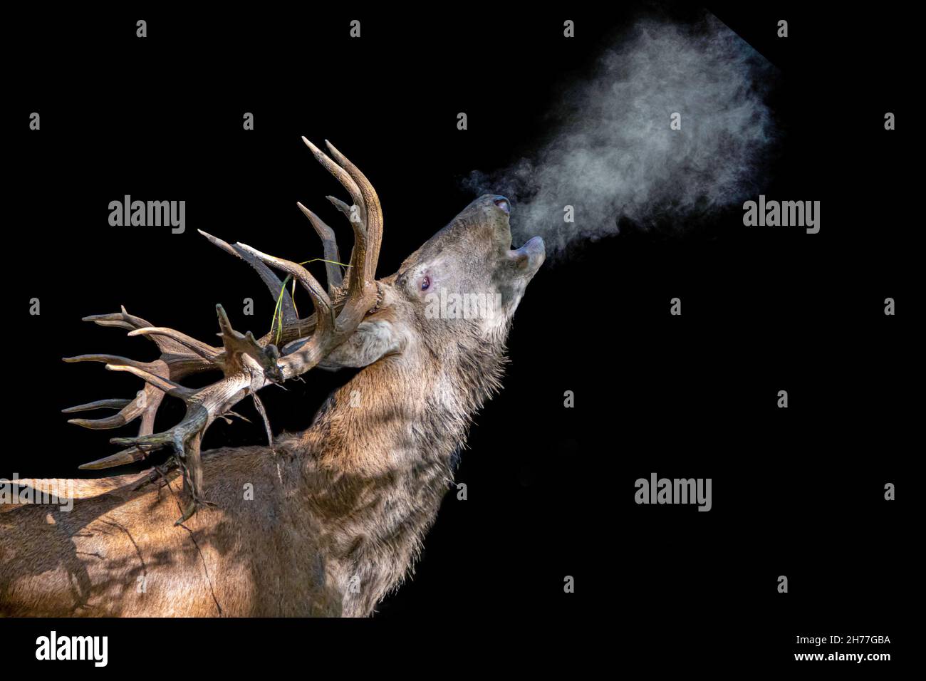a stag deer rutting into the cold air on a black background Stock Photo ...