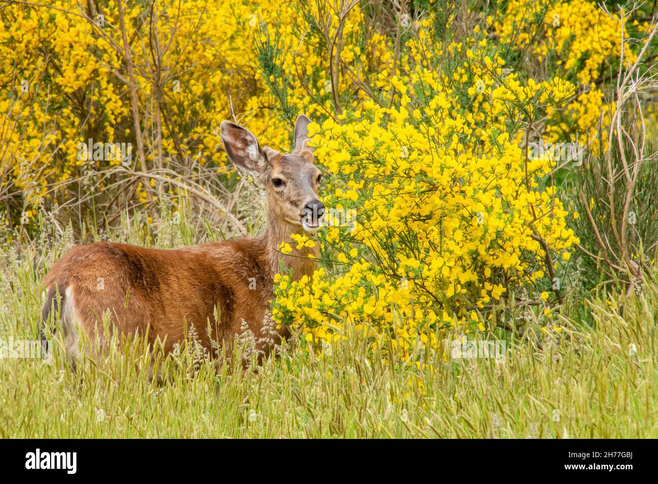 a young buck deer smiling in the bushes Stock Photo - Alamy